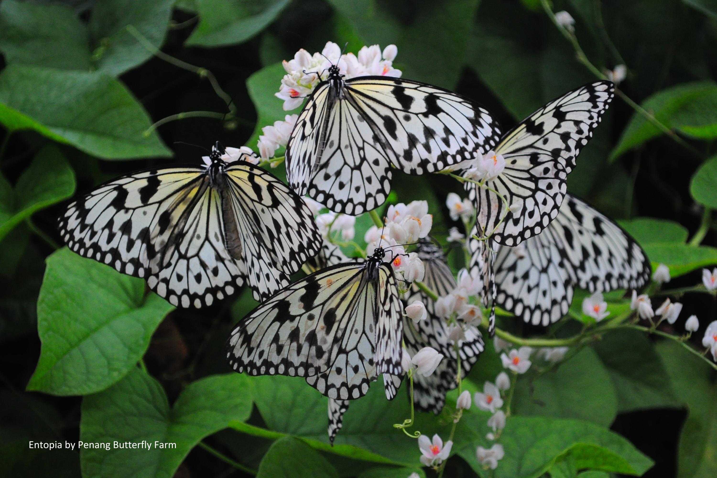 Entopia by Penang Butterfly Farm Ticket & Price